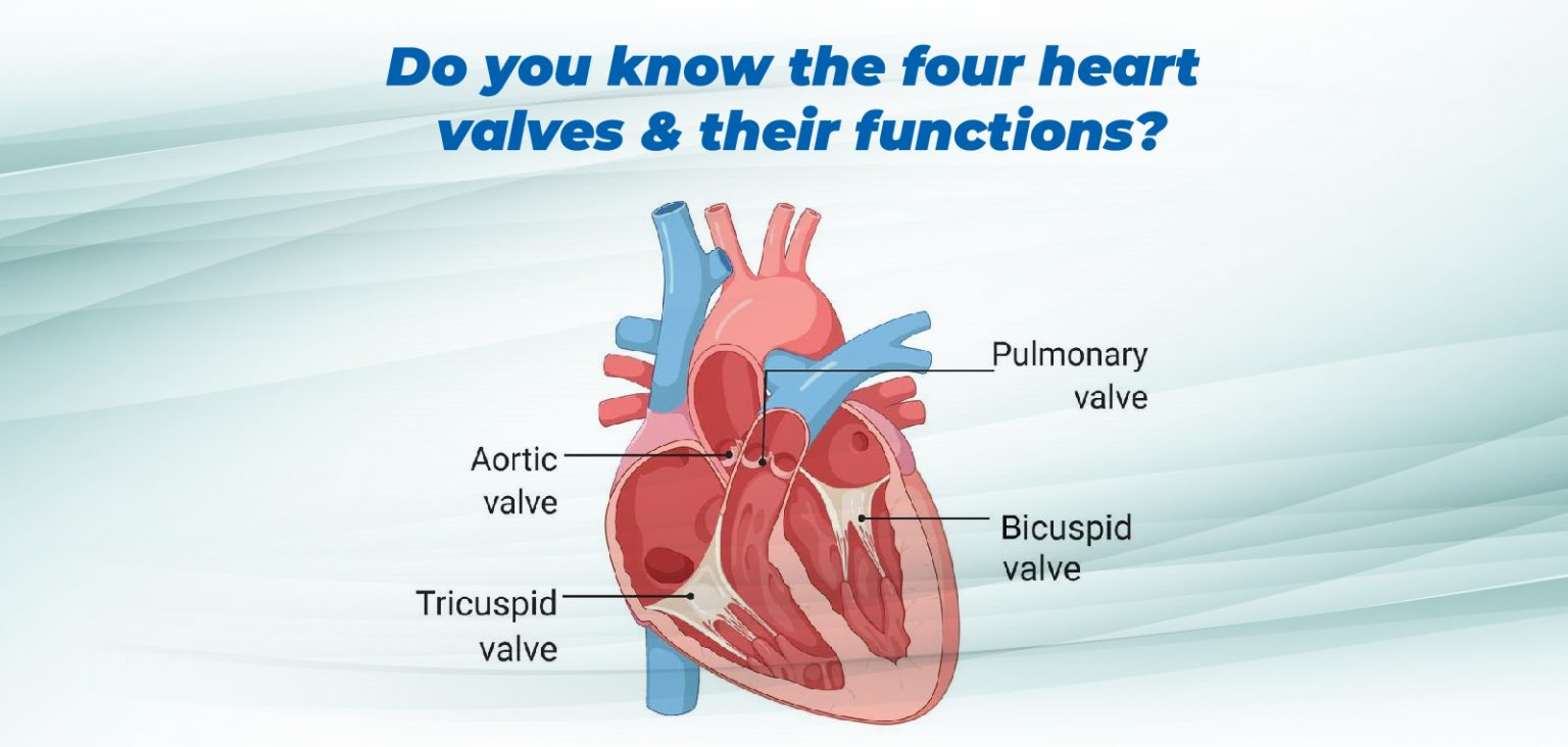 Do You Know The 4 Heart Valves & Their Functions?
